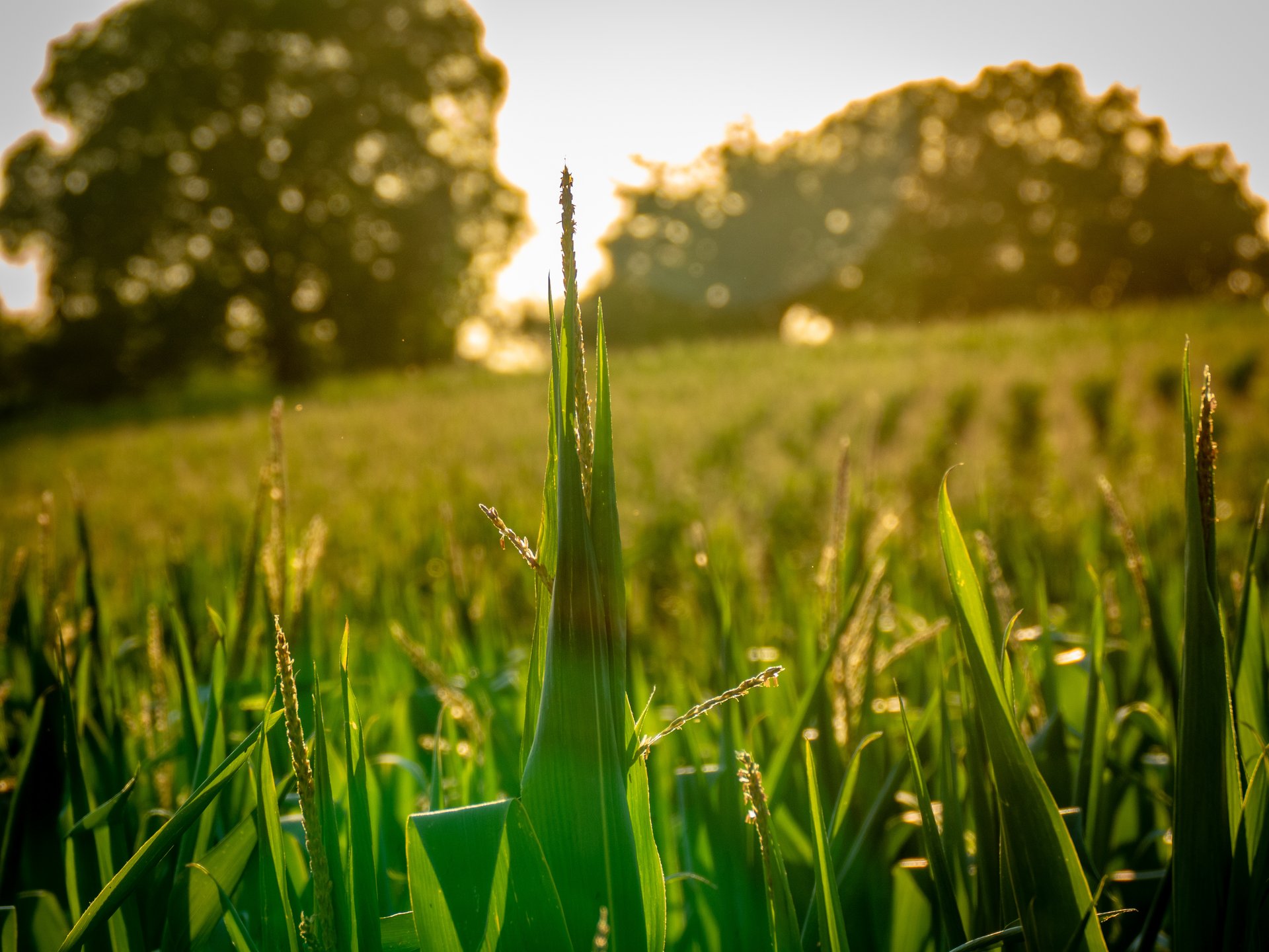 SURE-EU | Die Unionsdatenbank (UDB)